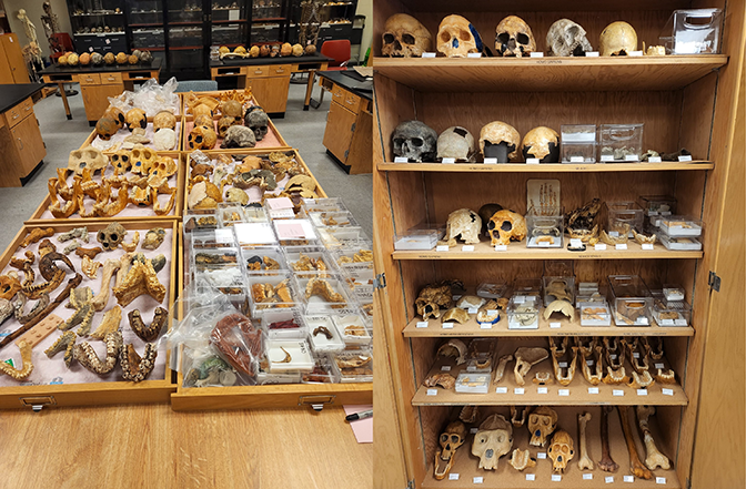 Take a tour of the Frayer Collection - Anthropology and Geography ...